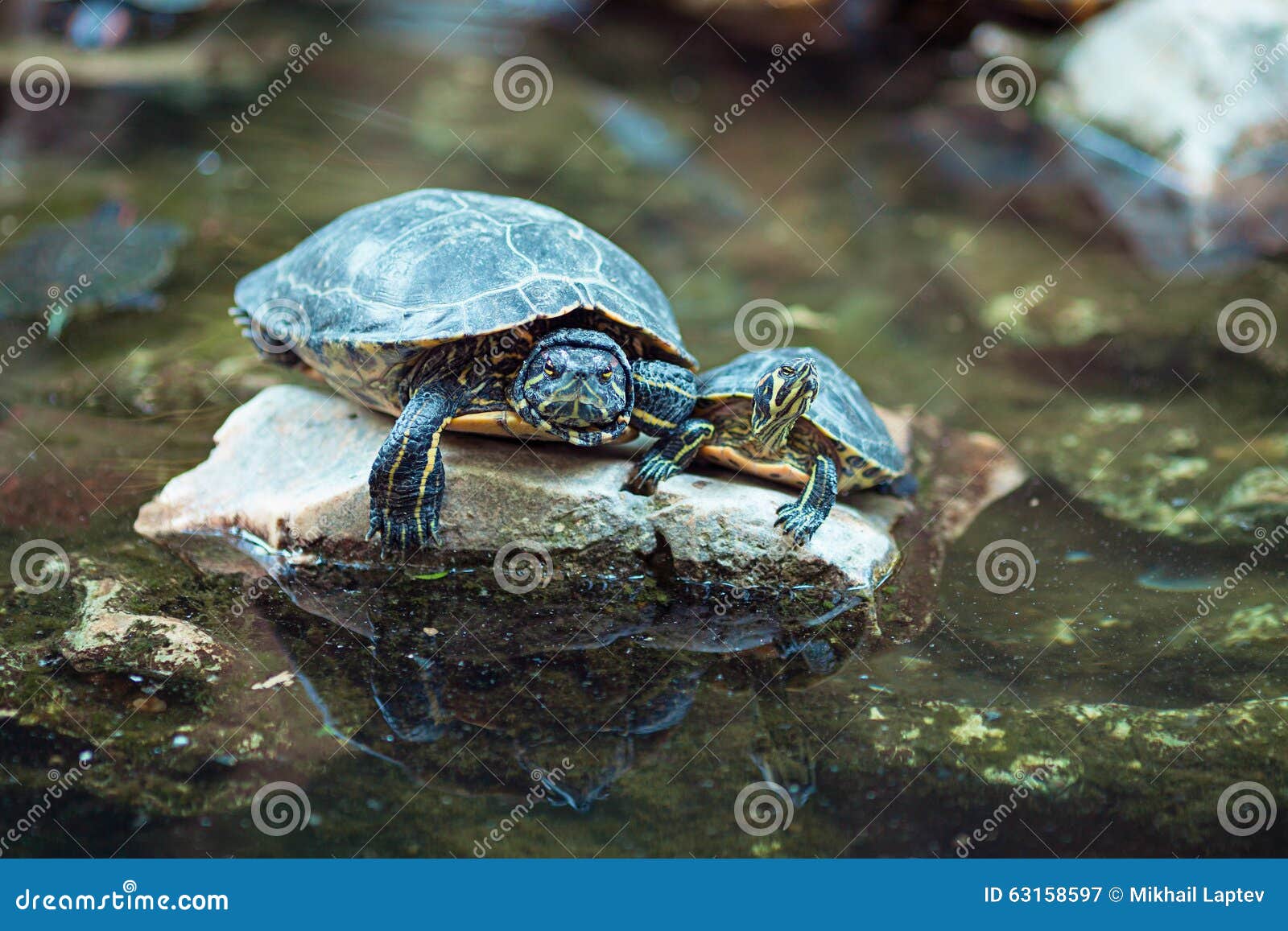 Red Eared Terrapin (Trachemys Scripta Elegans) Stock Image - Image of ...