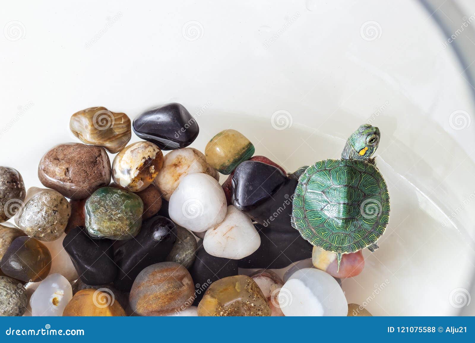 Red Eared Terrapine - Trachemys Scripta Elegans in Aquarium on Stones ...
