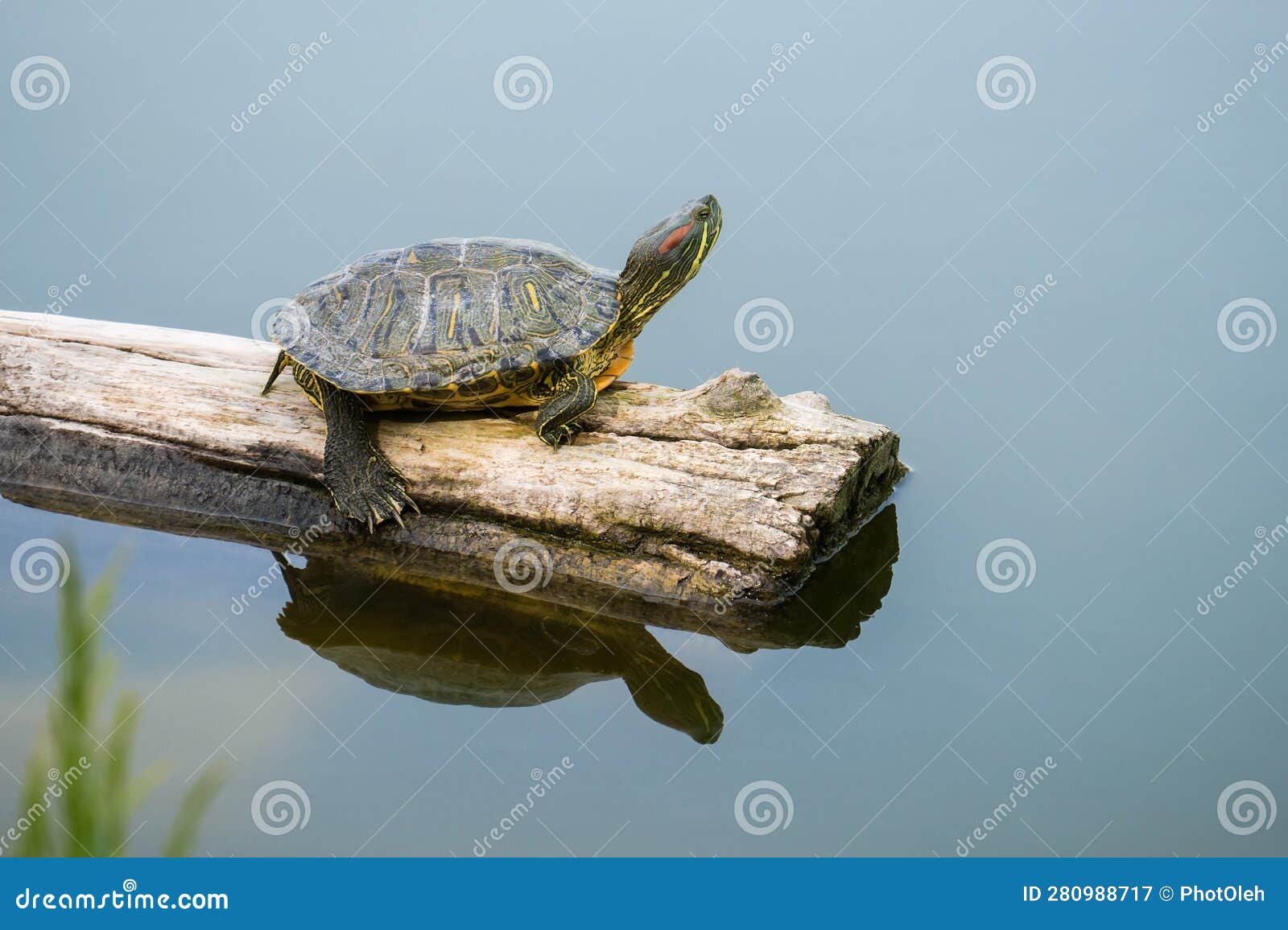 A Red-eared Tortoise with an Outstretched Neck Sits on a Log Floating ...