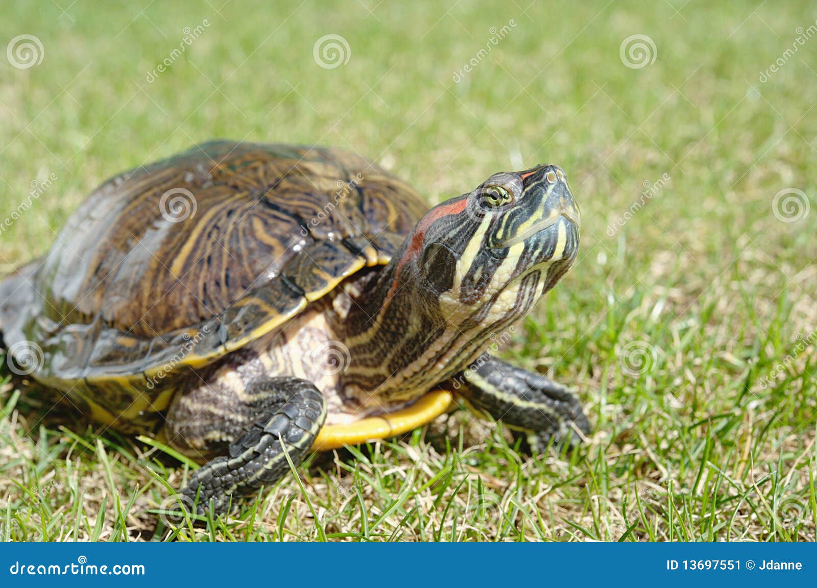 Red-eared turtle stock image. Image of closeup, cute - 13697551