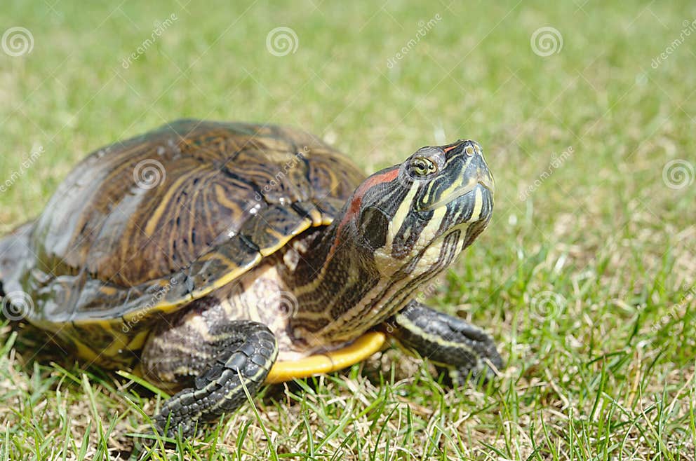 Red-eared turtle stock image. Image of closeup, cute - 13697551