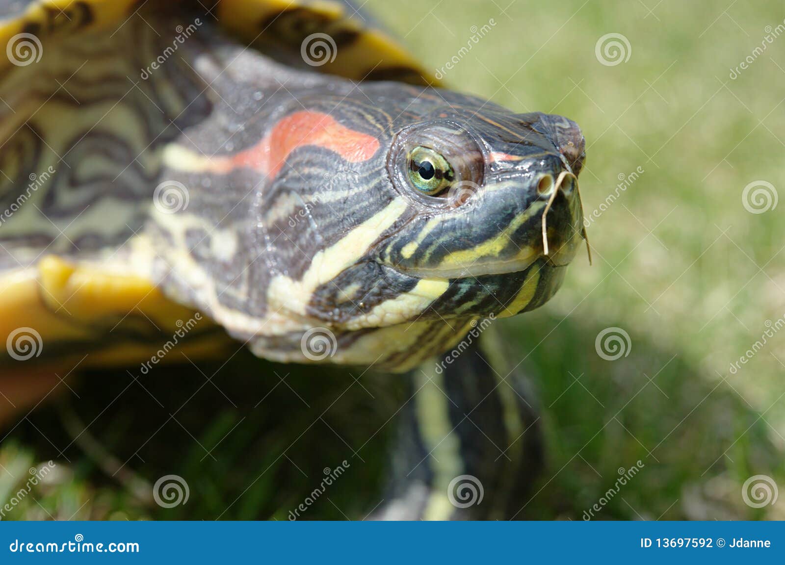 Red-eared Turtle Royalty-Free Stock Photography | CartoonDealer.com ...