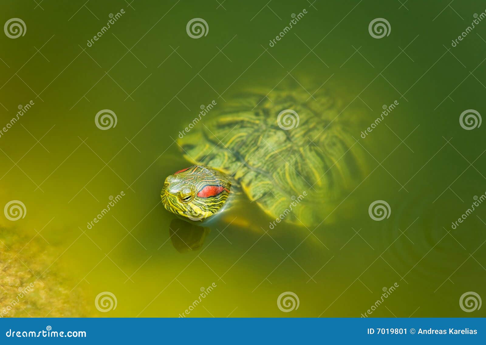 Red-eared Turtle Royalty-Free Stock Photography | CartoonDealer.com ...