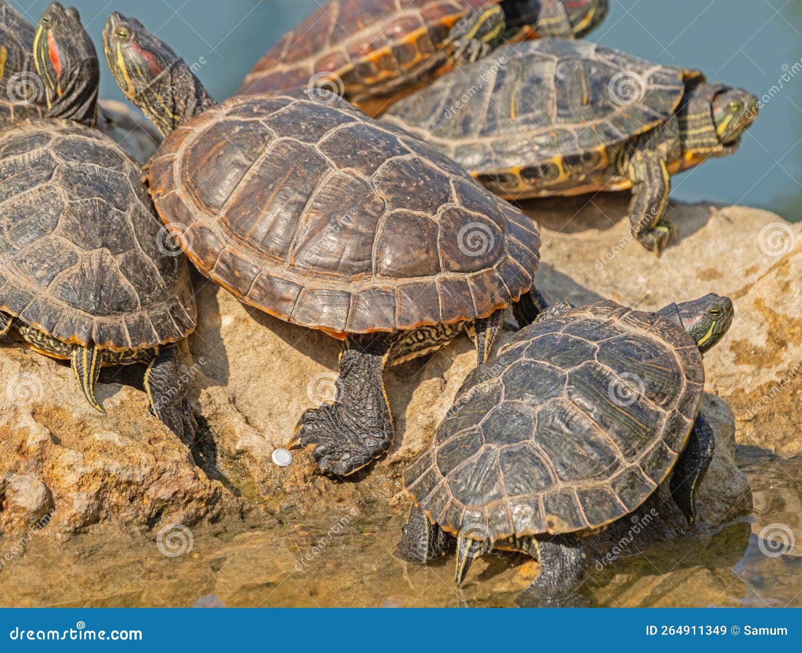 Red-eared Turtle Basking in the Sun Stock Image - Image of aquatic ...