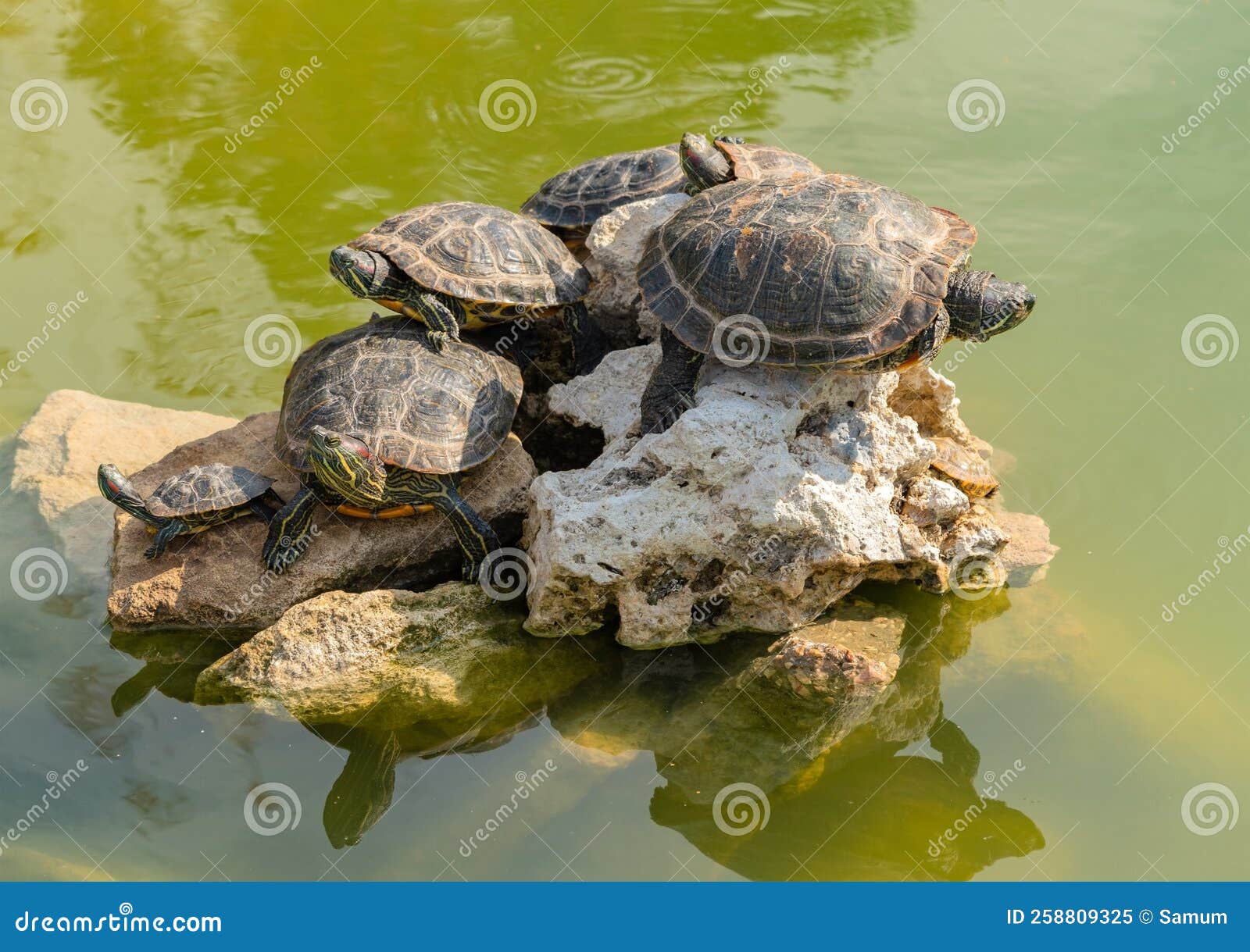 Red-eared Turtle Basking in the Sun Stock Image - Image of terrapin ...