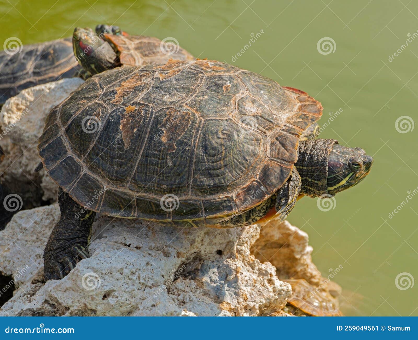 Red-eared Turtle Basking in the Sun Stock Image - Image of aquatic ...