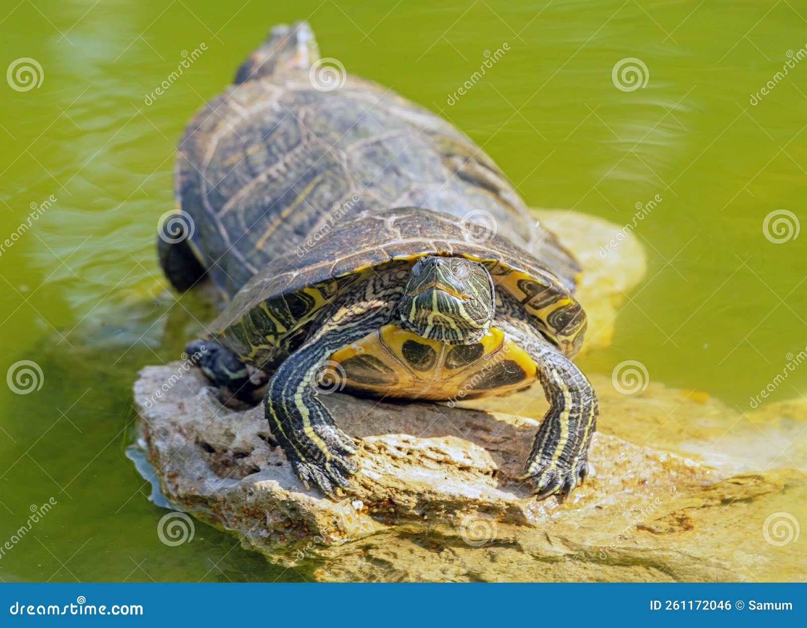Red-eared Turtle Basking in the Sun Stock Photo - Image of shell ...