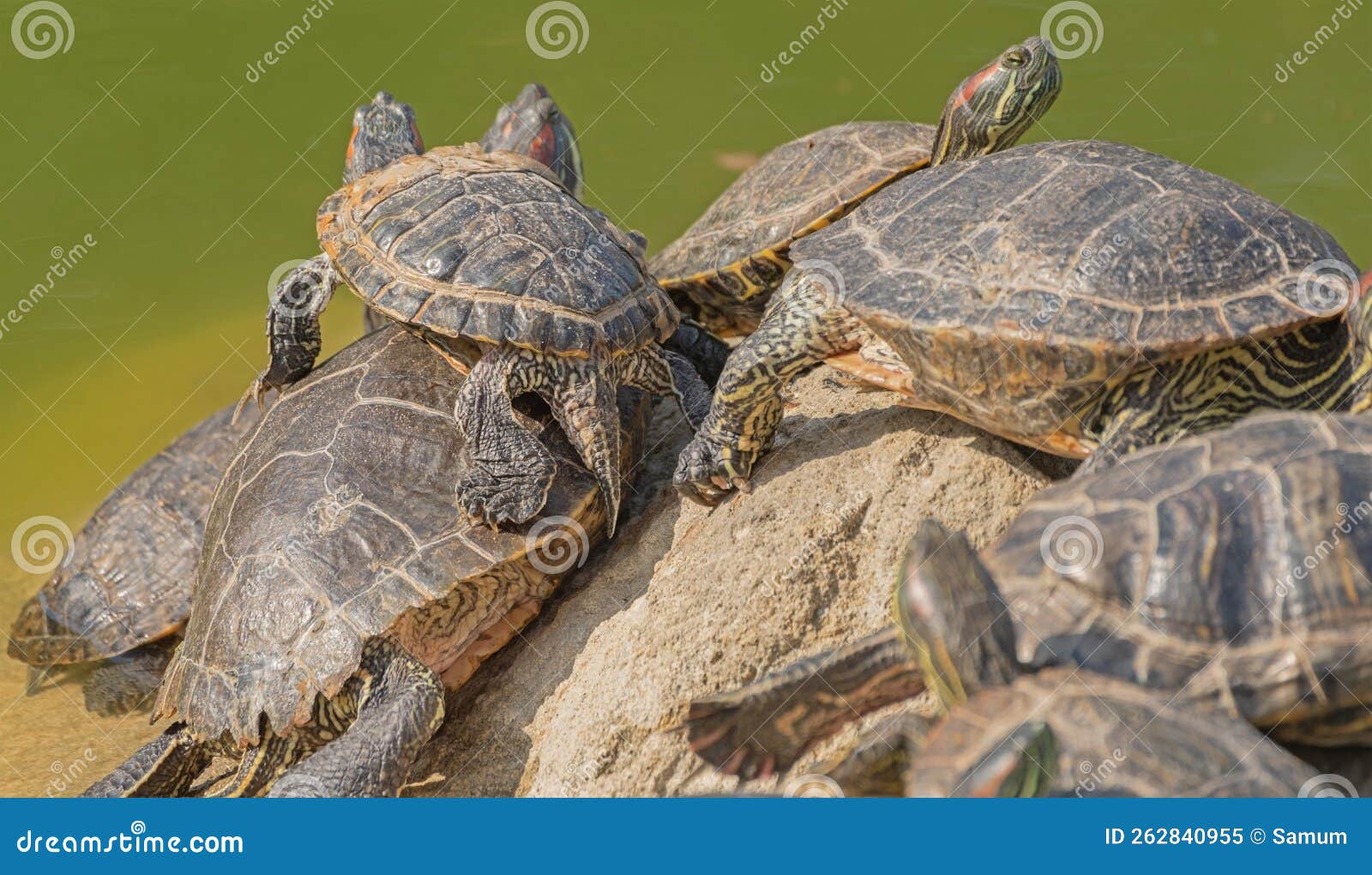Red-eared Turtle Basking in the Sun Stock Image - Image of aquatic ...