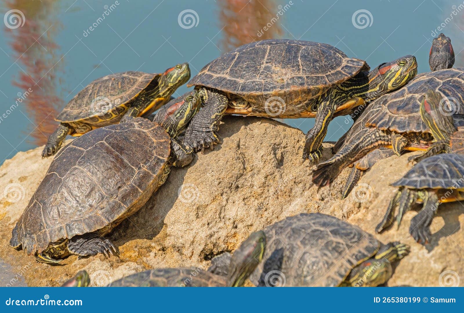Red-eared Turtle Basking in the Sun Stock Image - Image of slider, slow ...