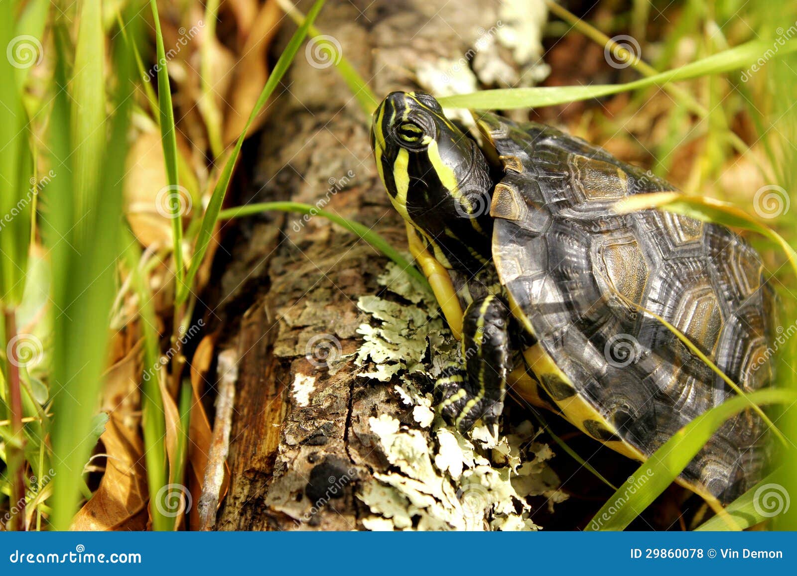 Red Eared turtle climbing stock photo. Image of frog - 29860078