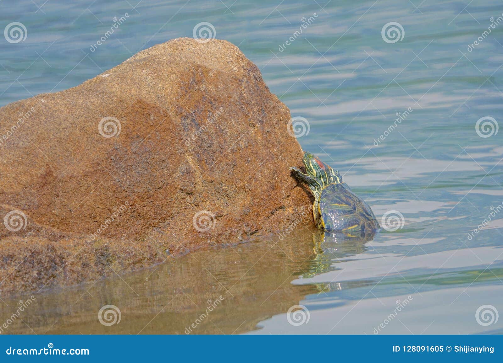 Red-eared Turtle stock image. Image of wildlife, wild - 128091605
