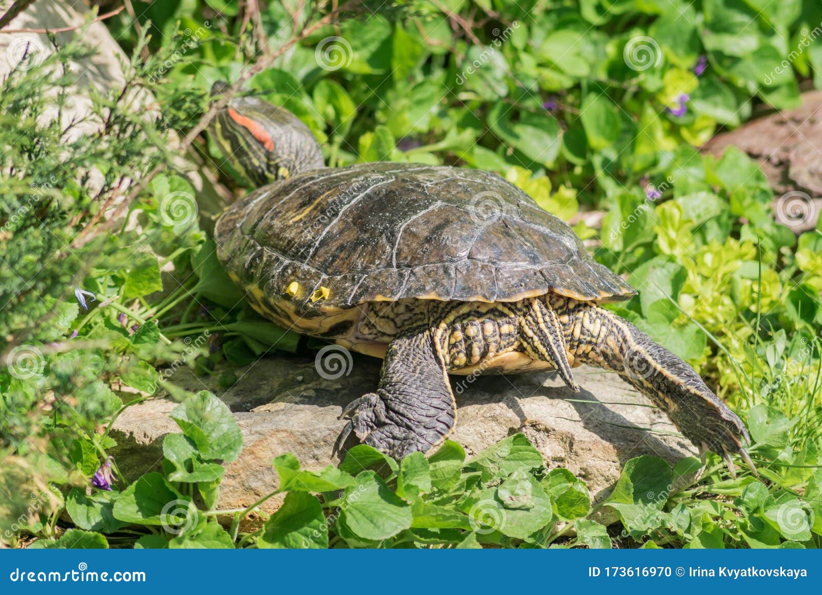 Red Eared Turtle Close Up in Nature Environment Stock Photo - Image of ...