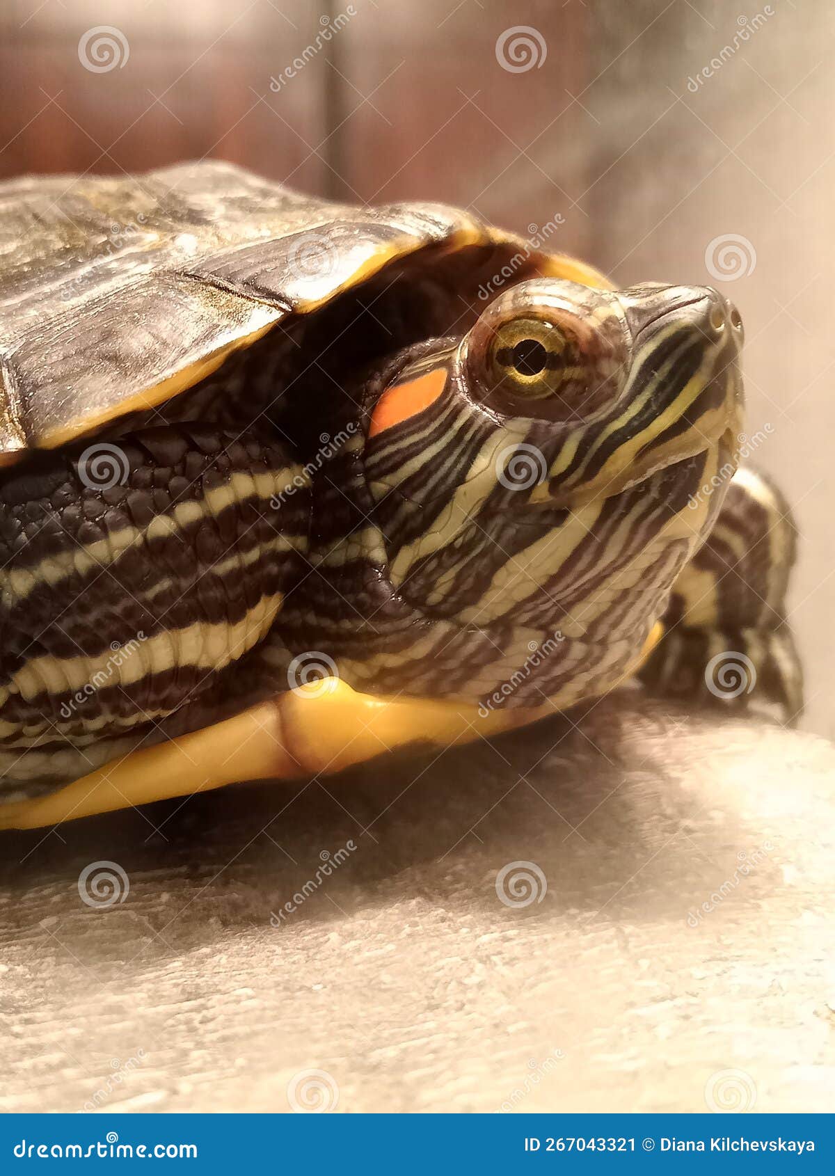 Red-eared Turtle on a Pebble Stock Image - Image of crocodile, toad ...