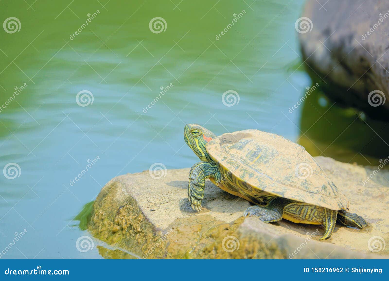 Red-eared Turtle stock photo. Image of natural, marine - 158216962