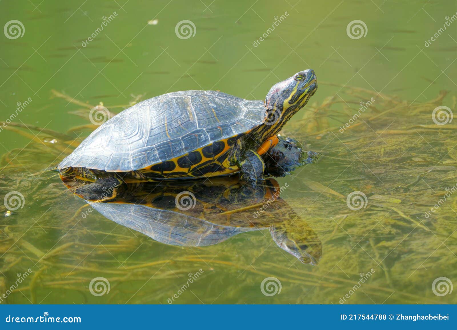 Red-eared Turtle stock photo. Image of tortoise, turtle - 217544788