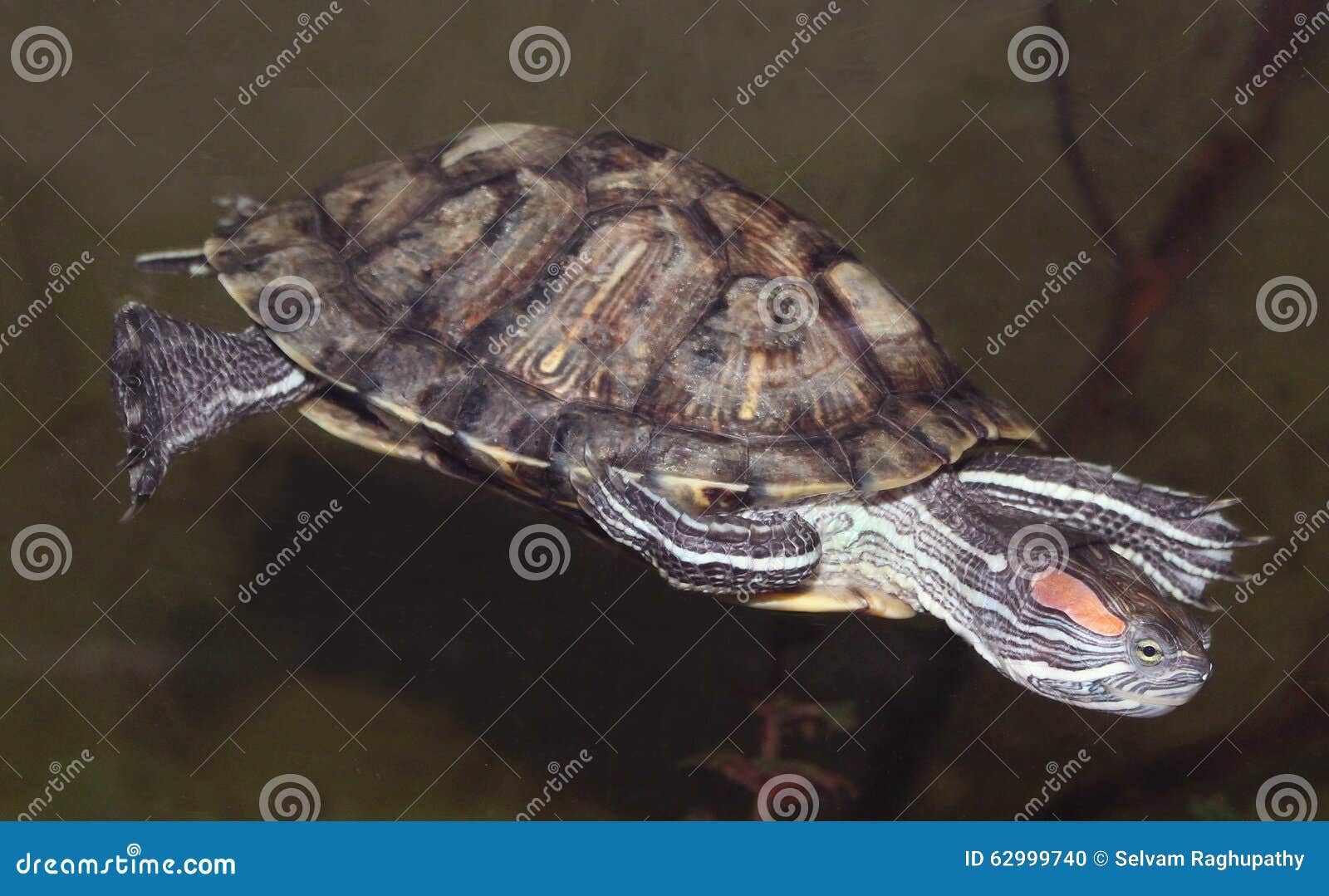 Red-eared turtle stock photo. Image of water, shield - 62999740