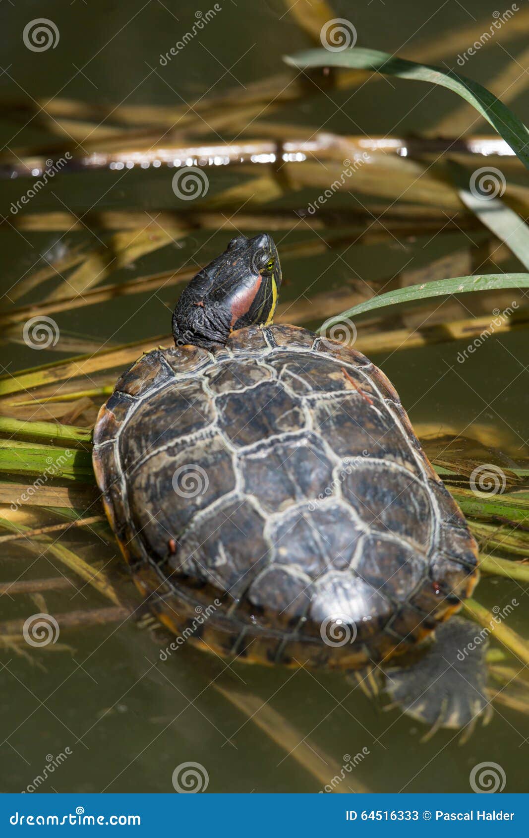 Red-eared turtle stock image. Image of orange, alone - 64516333