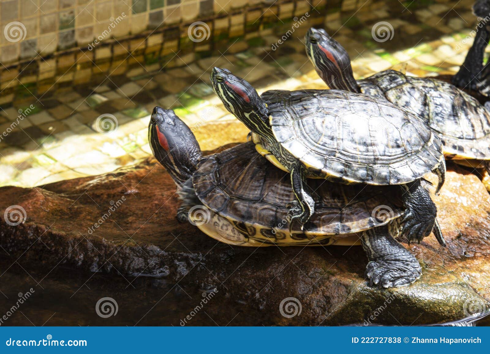 Red-eared Turtle Trachemys Scripta Elegans. Three Turtles Basking on ...