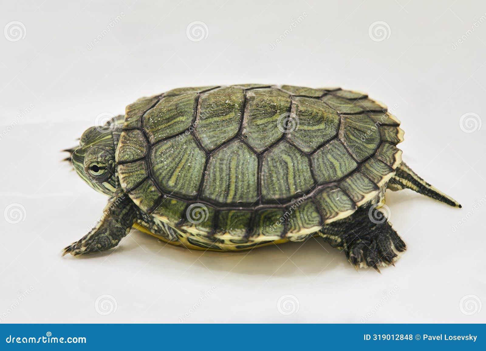 Red-eared Turtle on White Surface, Profile Stock Photo - Image of ...
