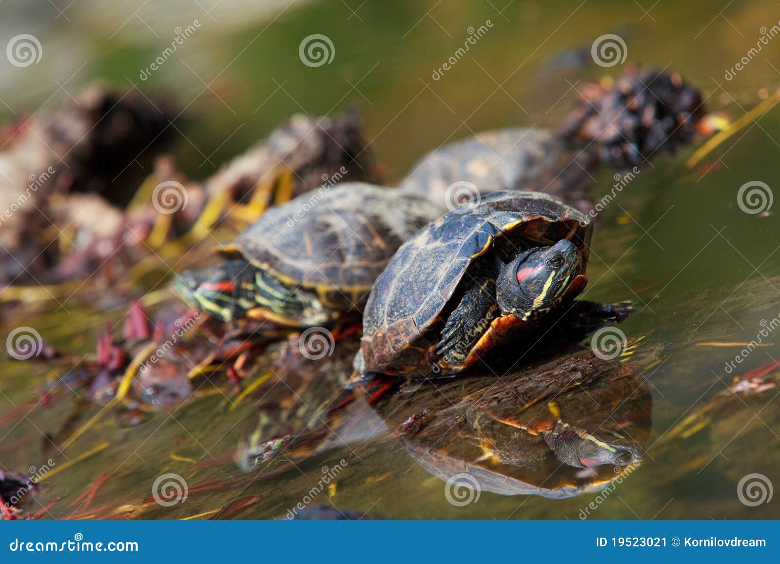 Red Eared Turtles stock image. Image of stream, small - 19523021