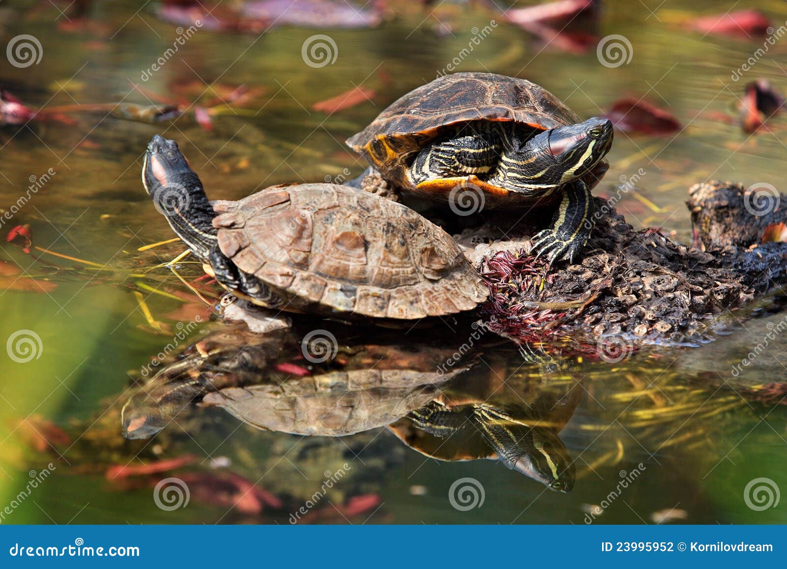 Red Eared Turtles stock photo. Image of turtle, pond - 23995952