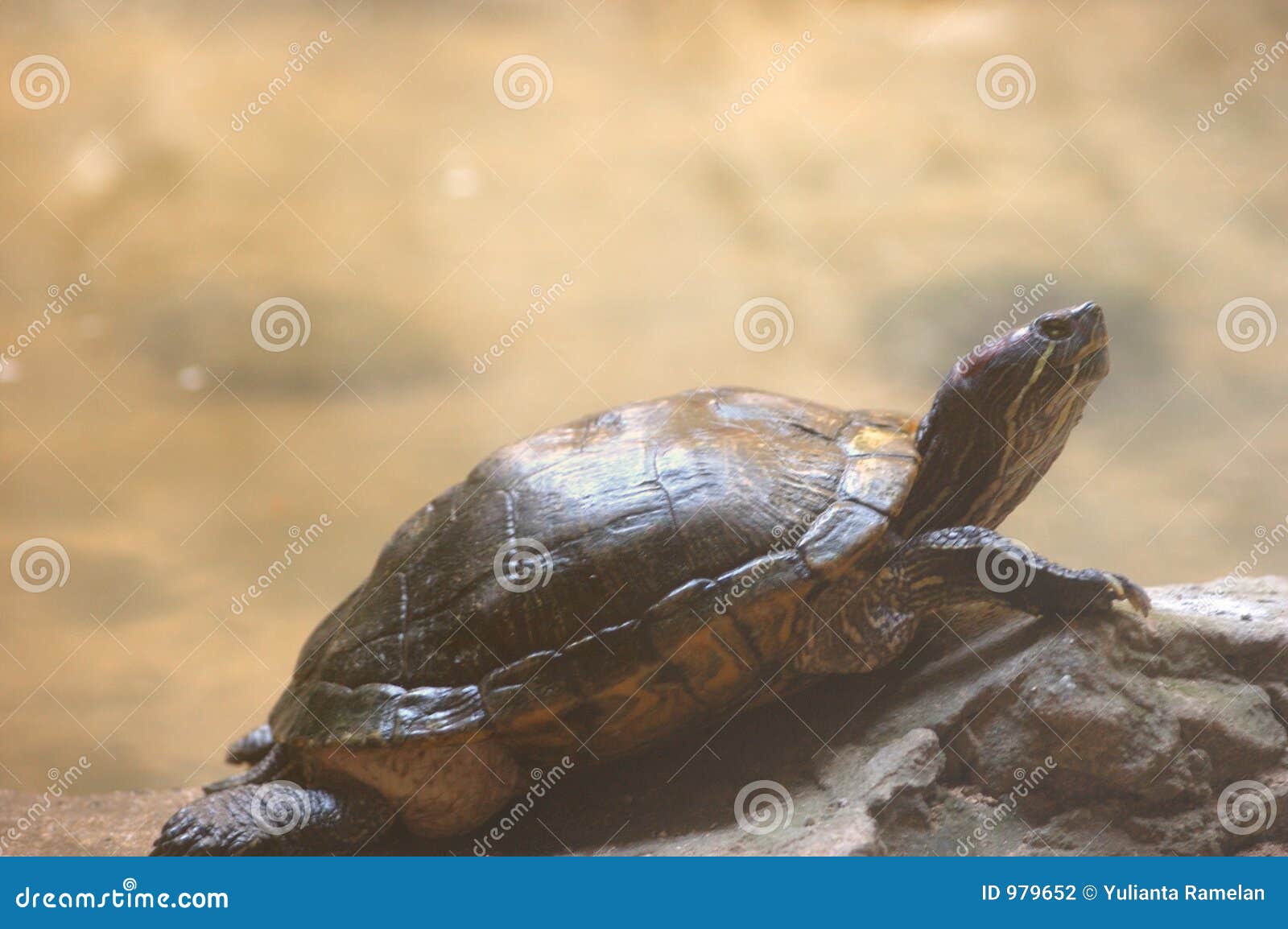 Red Eared Turtles Picture. Image: 979652