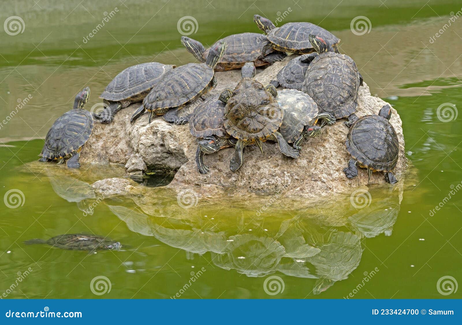 Red-eared Turtles Basking in the Sun Stock Photo - Image of aquatic ...