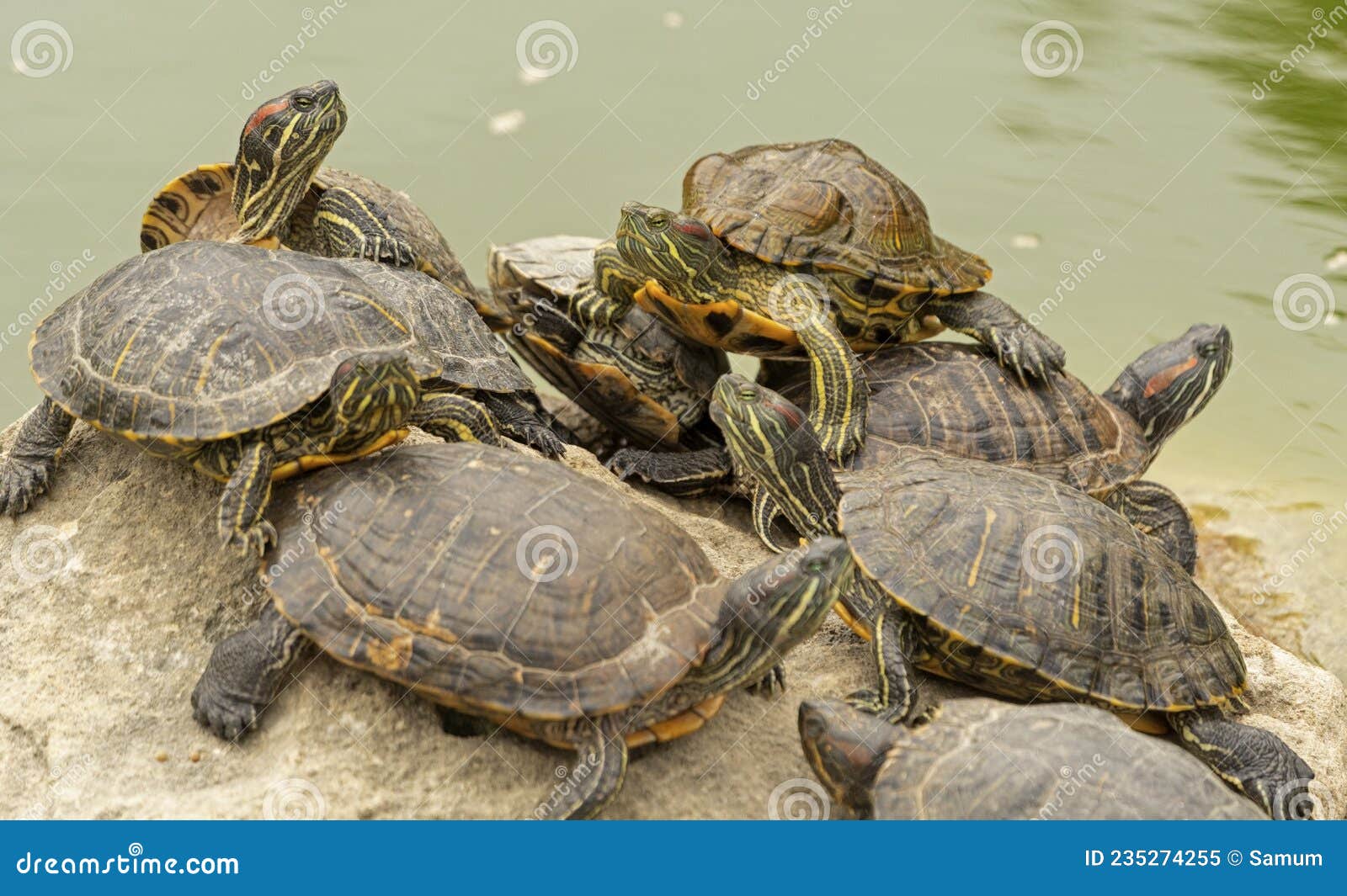 Red-eared Turtles Basking in the Sun Stock Image - Image of slider ...