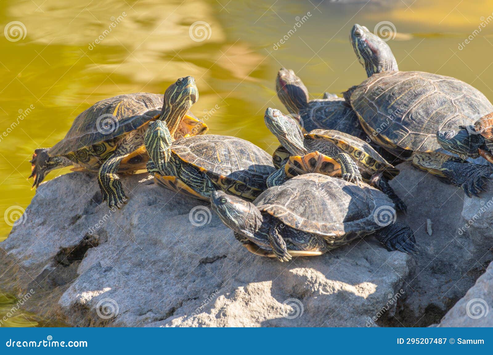Red-eared Turtles Basking in the Sun Stock Image - Image of wildlife ...