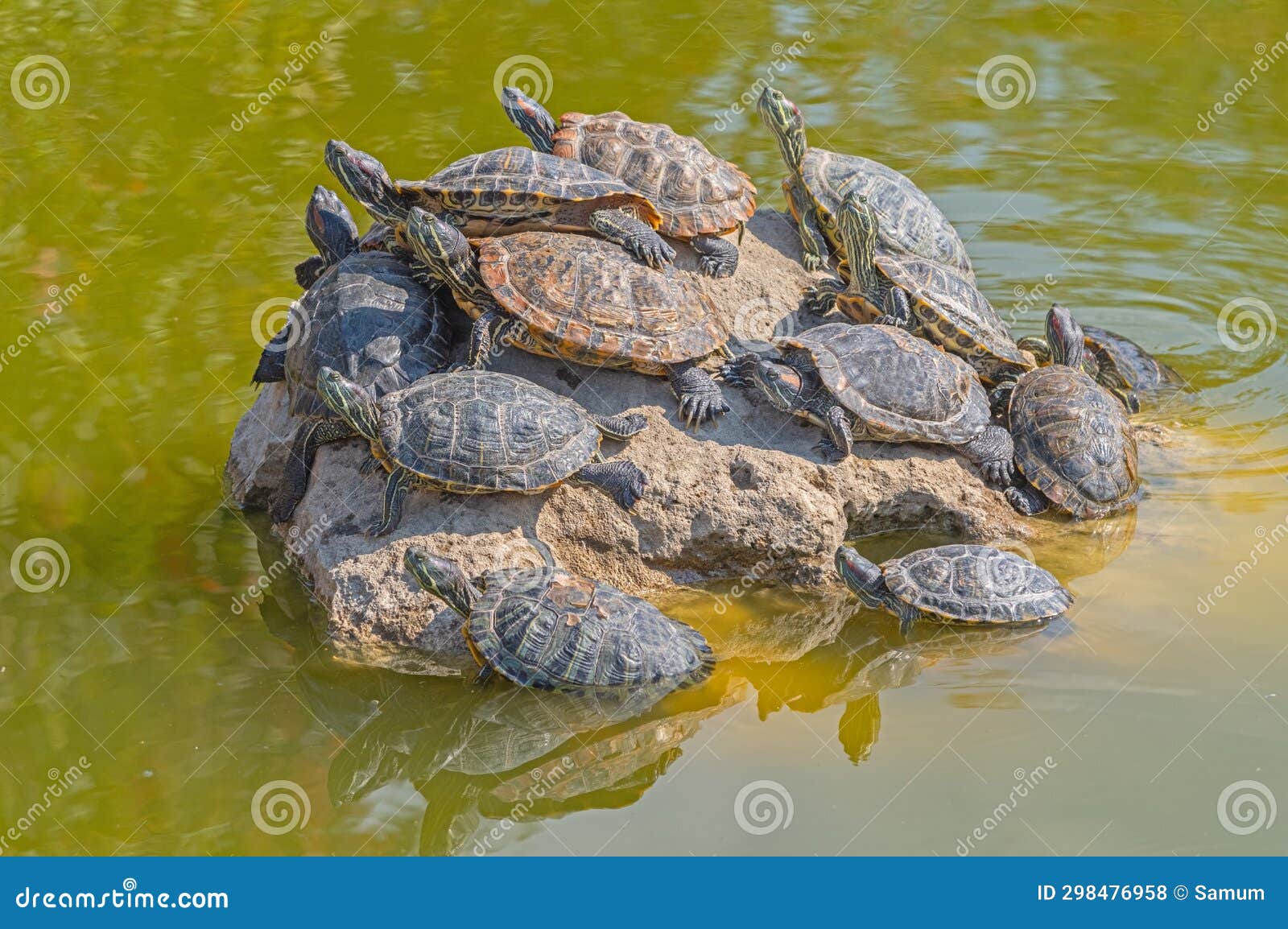 Red-eared Turtles Basking in the Sun Stock Photo - Image of park, shell ...