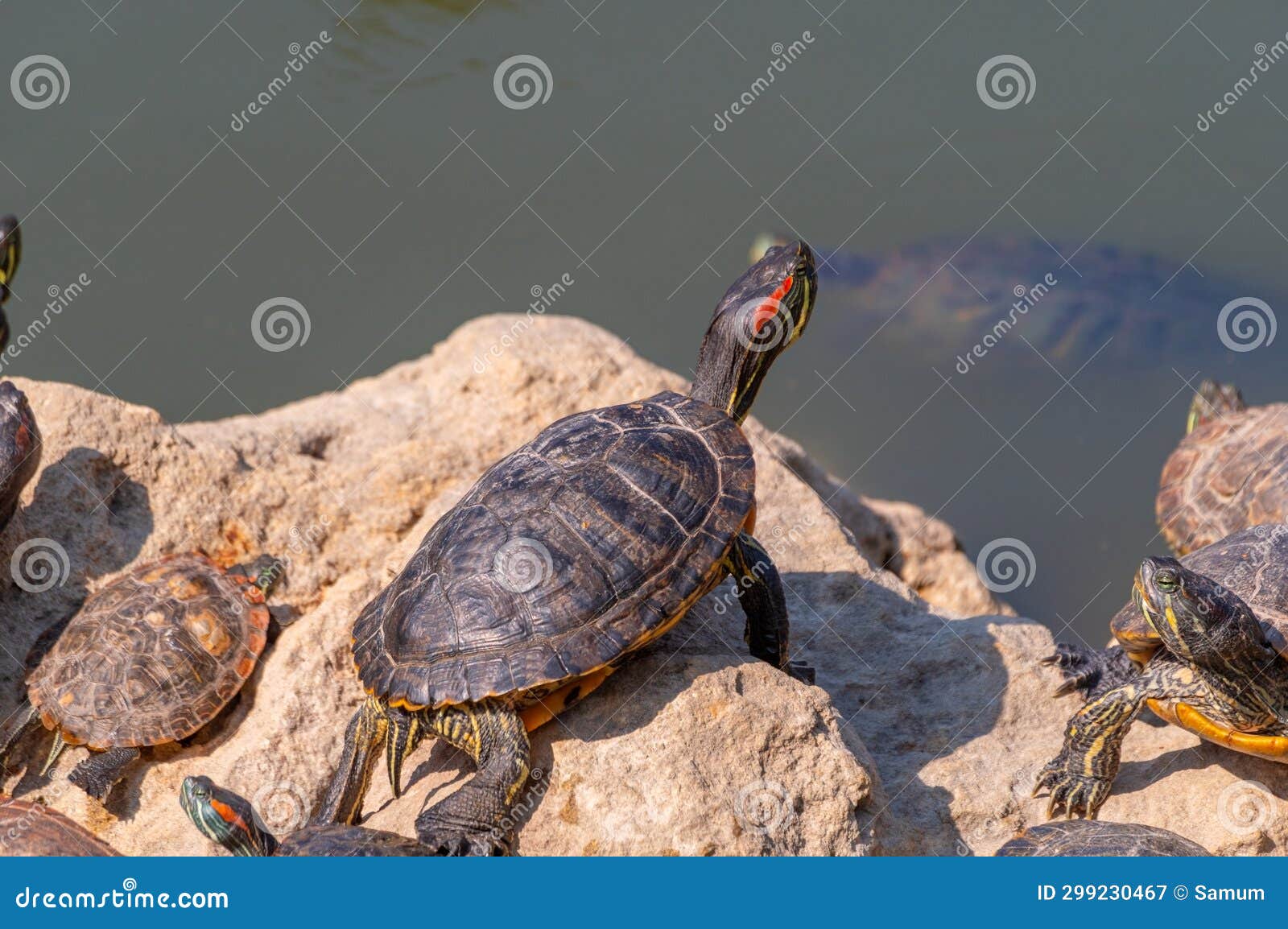 Red-eared Turtles Basking in the Sun Stock Image - Image of fauna ...