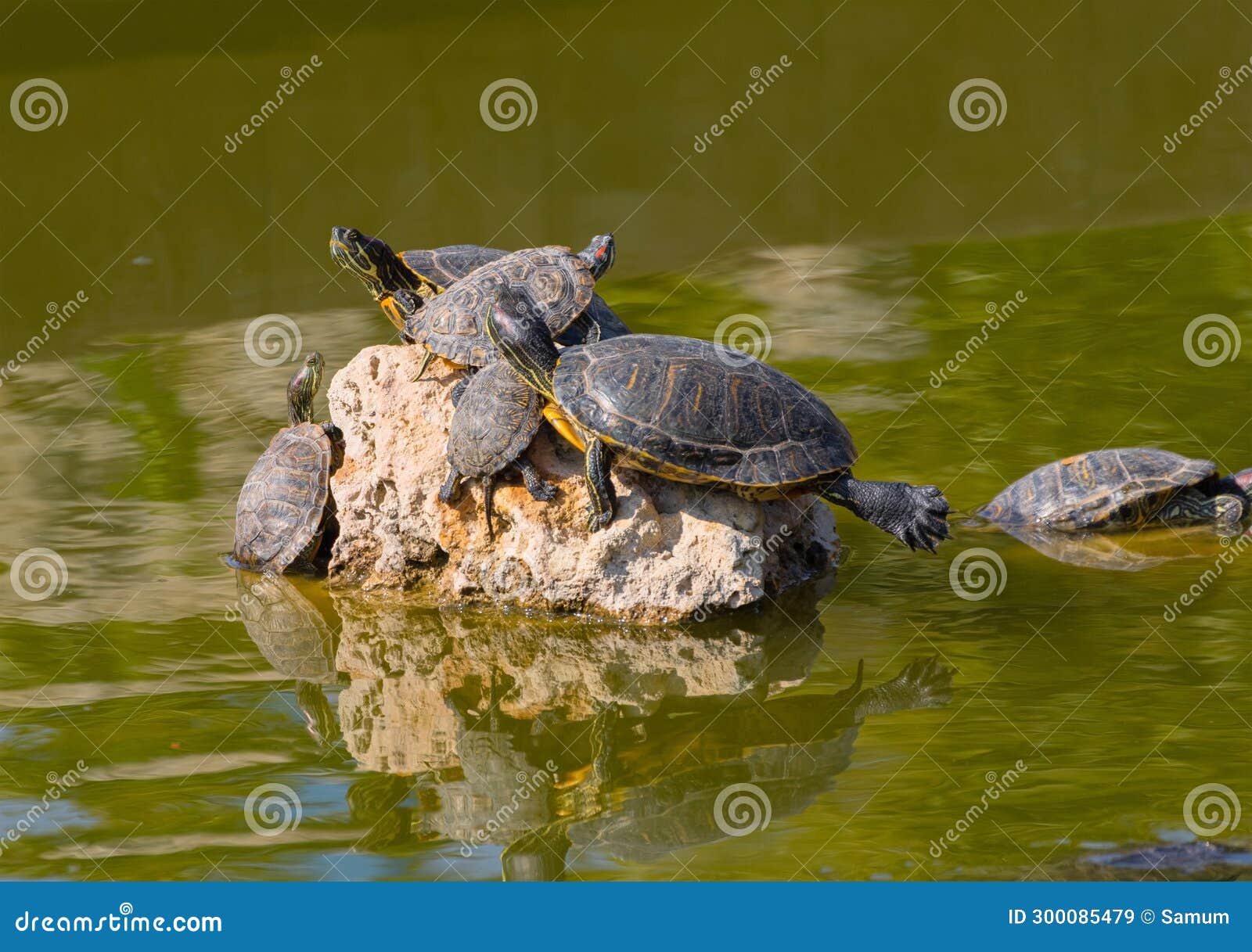 Red-eared Turtles Basking in the Sun Stock Image - Image of nature ...