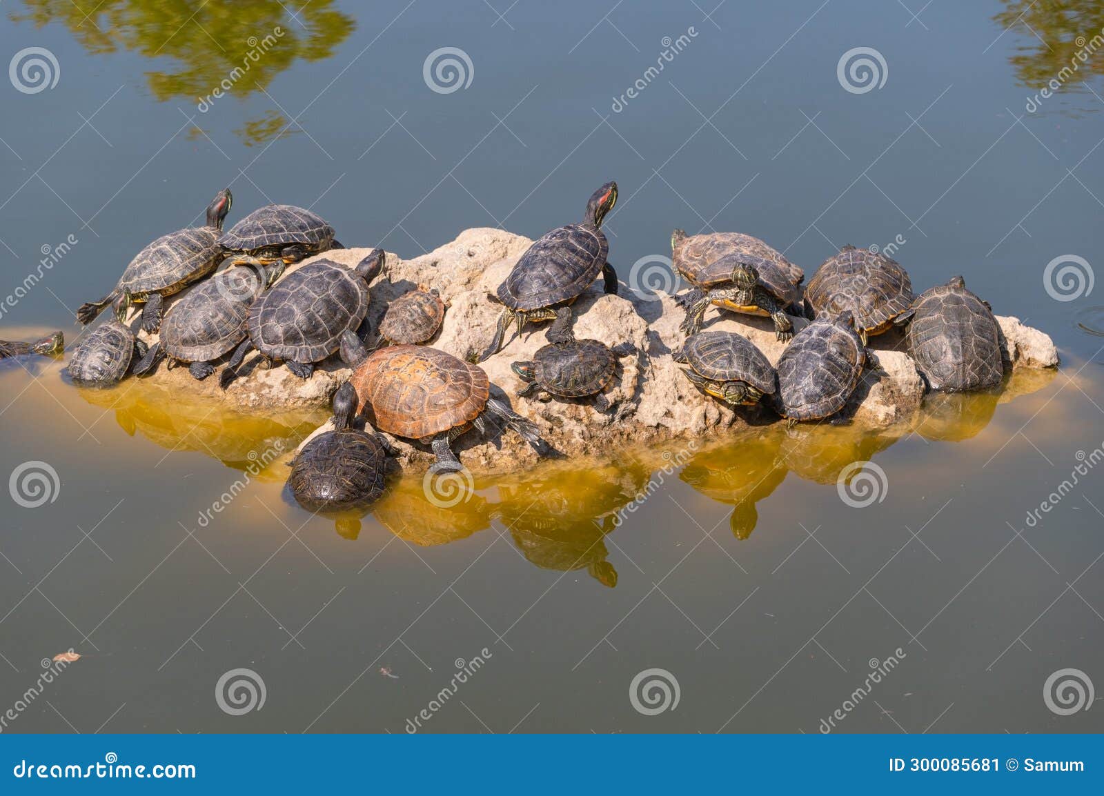 Red-eared Turtles Basking in the Sun Stock Image - Image of brown ...