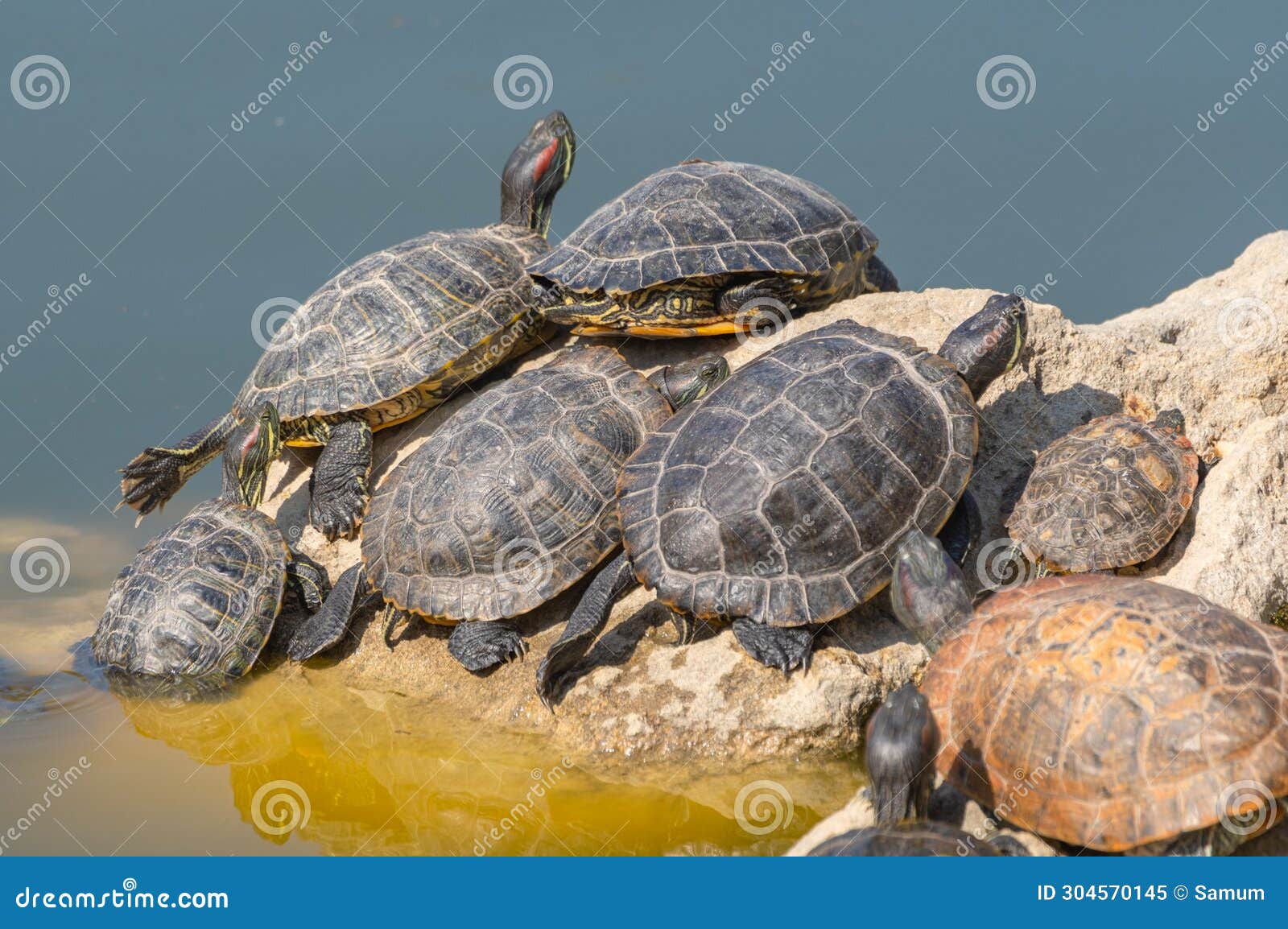 Red-eared Turtles Basking in the Sun Stock Image - Image of swim, river ...