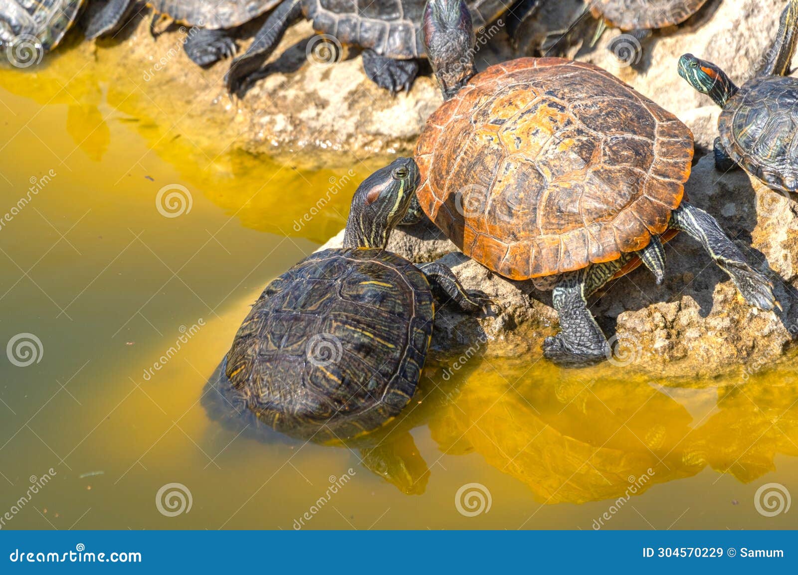 Red-eared Turtles Basking in the Sun Stock Image - Image of ecology ...