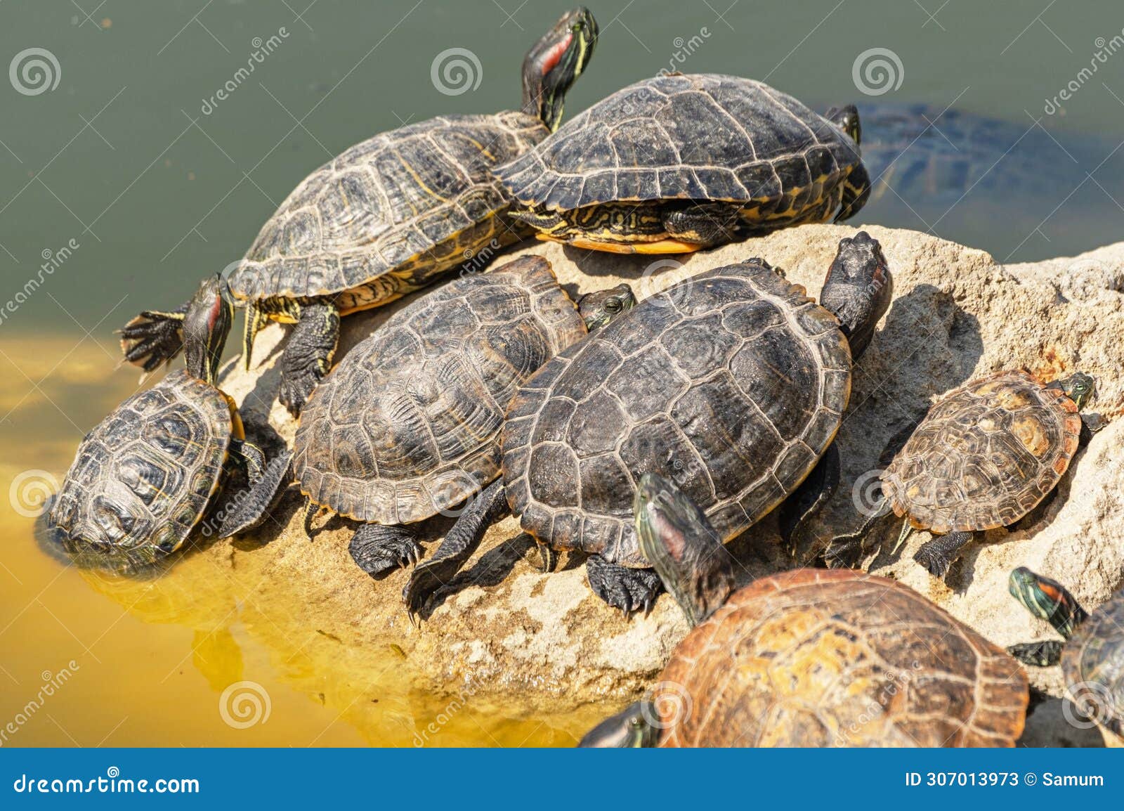 Red-eared Turtles Basking in the Sun Stock Image - Image of water ...