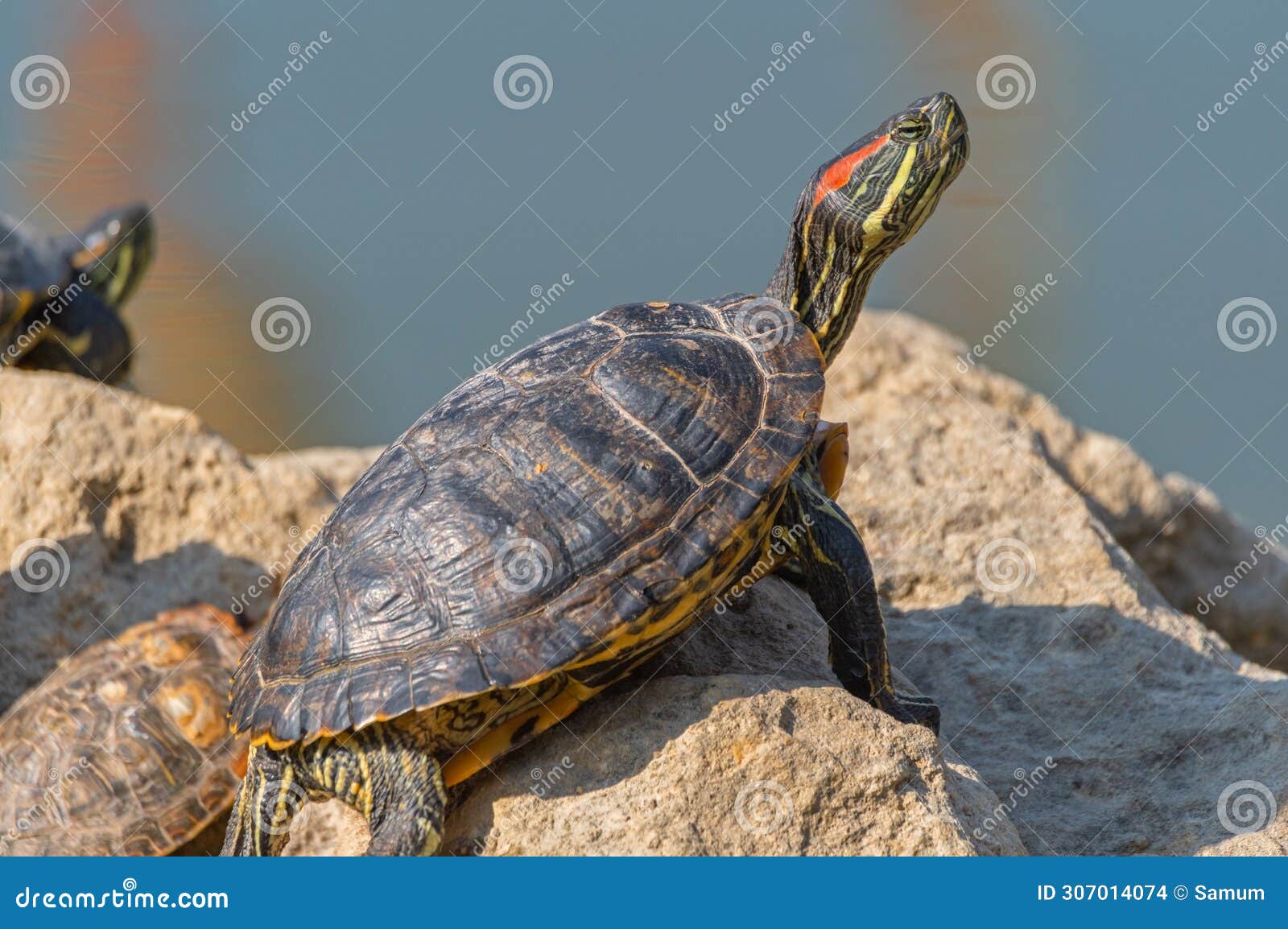 Red-eared Turtles Basking in the Sun Stock Photo - Image of protection ...