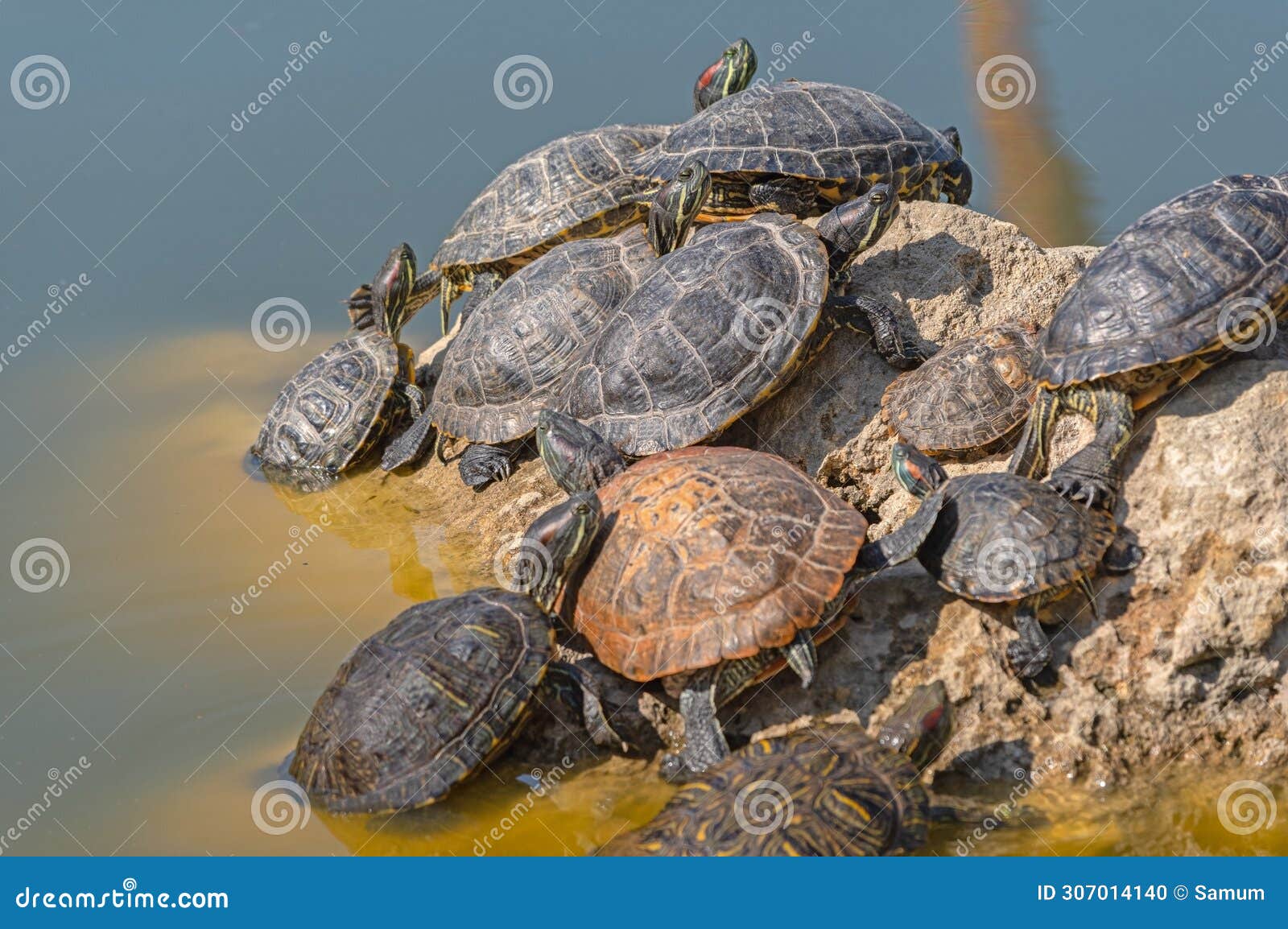Red-eared Turtles Basking in the Sun Stock Photo - Image of scale, wild ...