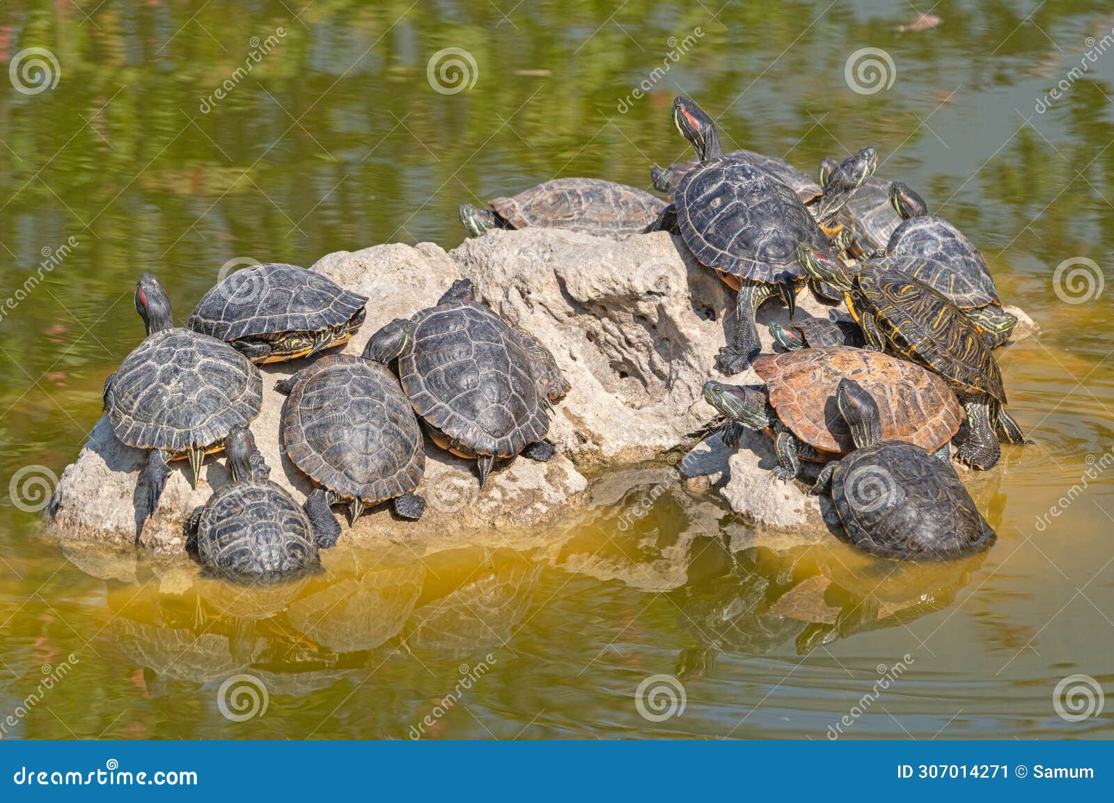 Red-eared Turtles Basking in the Sun Stock Image - Image of shell ...