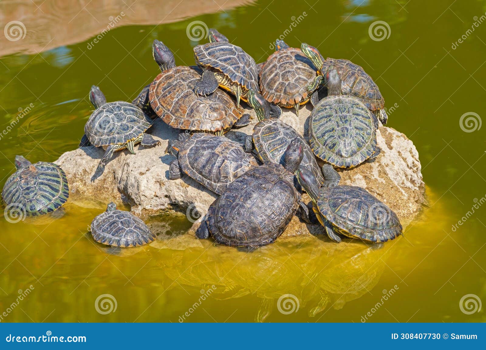 Red-eared Turtles Basking in the Sun Stock Photo - Image of slider ...