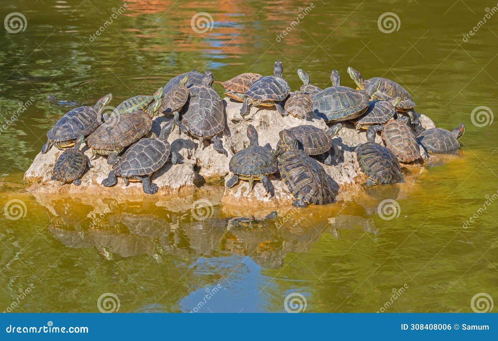 Red-eared Turtles Basking in the Sun Stock Photo - Image of biology ...