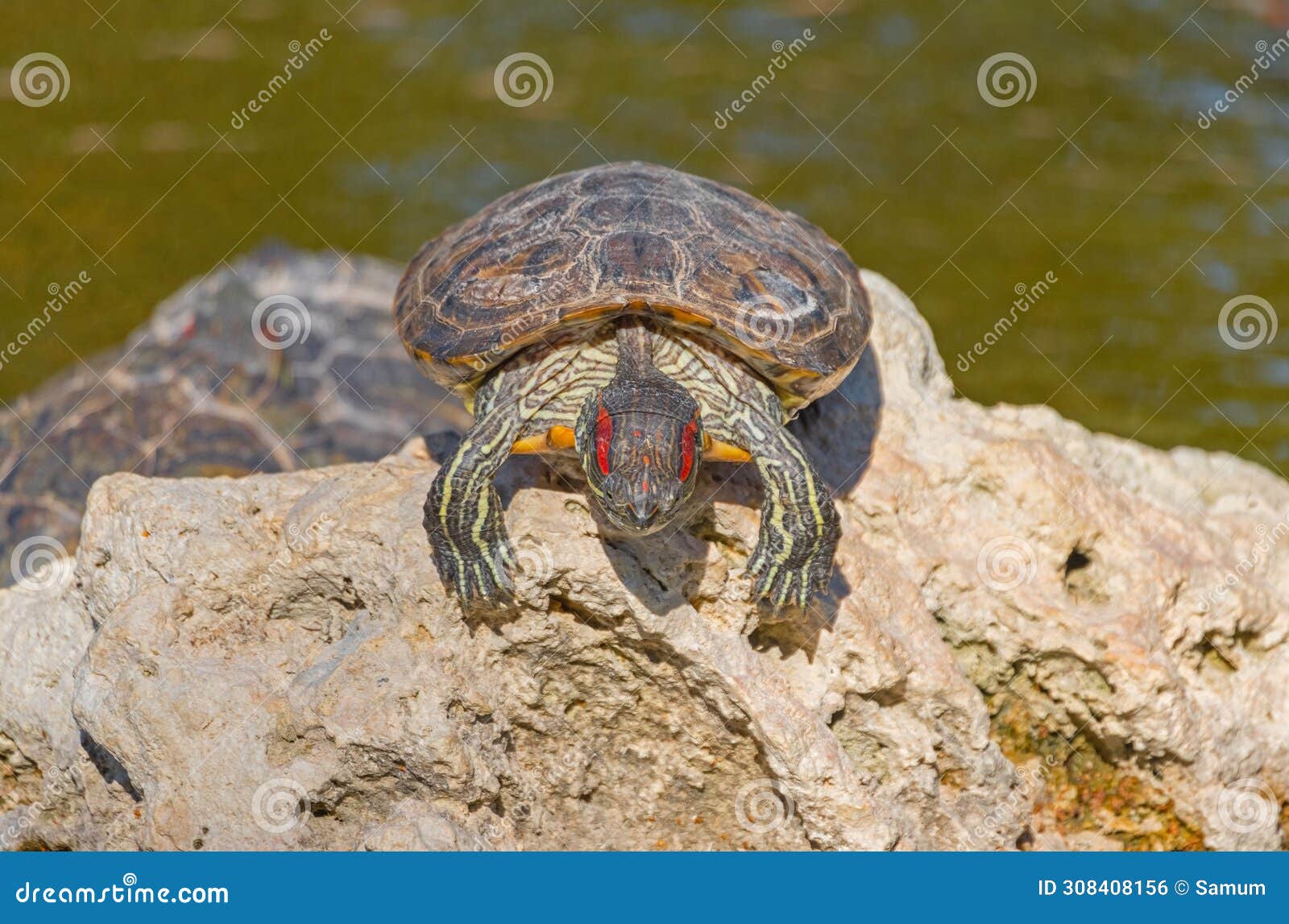 Red-eared Turtles Basking in the Sun Stock Photo - Image of animal ...