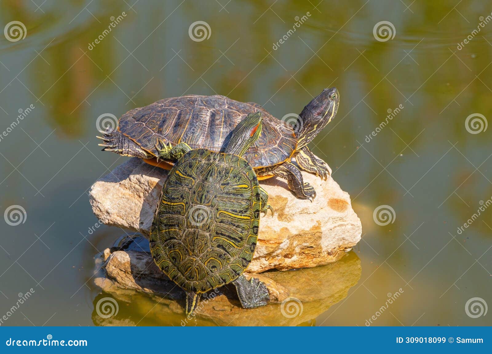 Red-eared Turtles Basking in the Sun Stock Image - Image of slow, lake ...