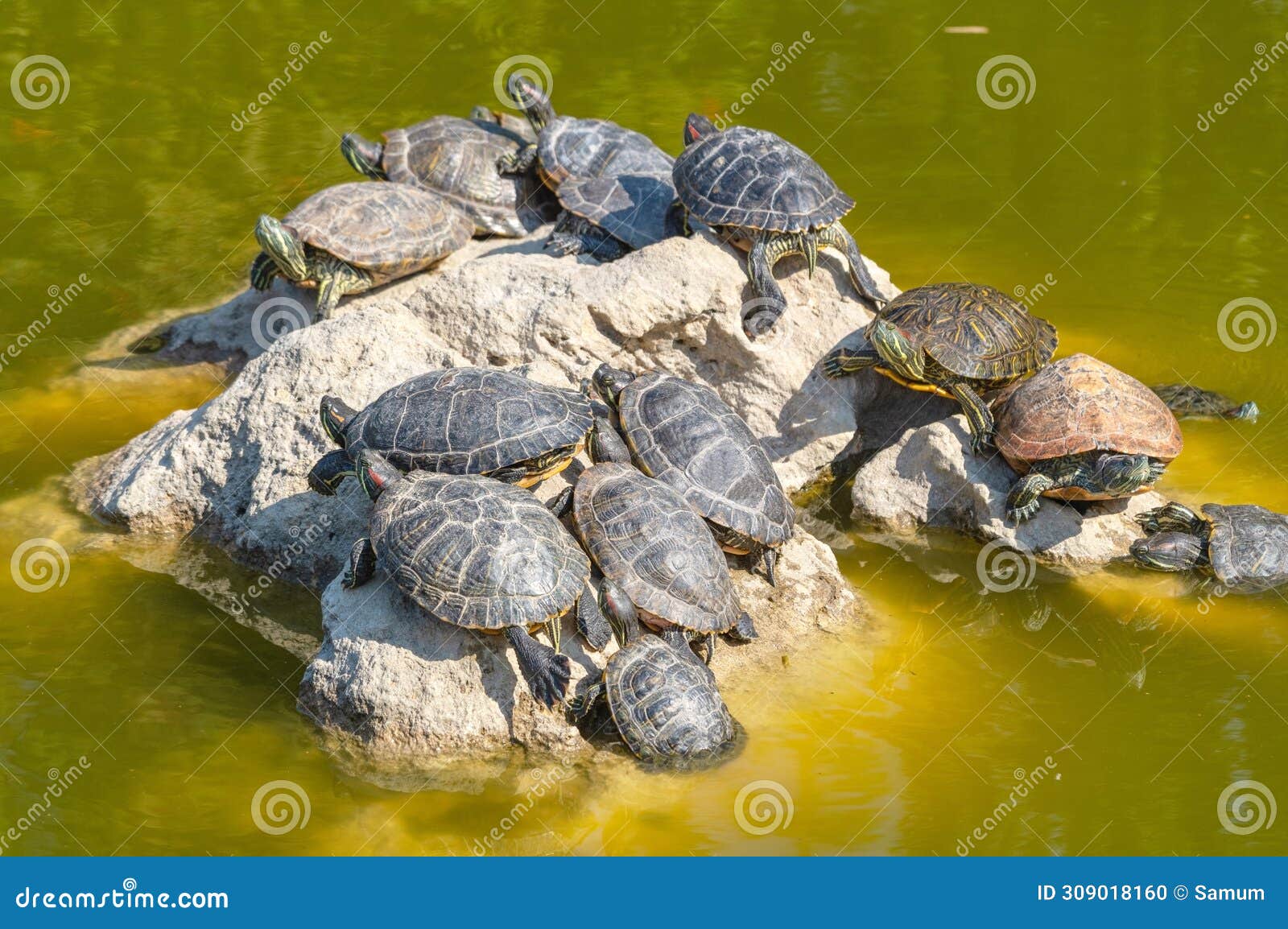 Red-eared Turtles Basking in the Sun Stock Photo - Image of slow, scale ...
