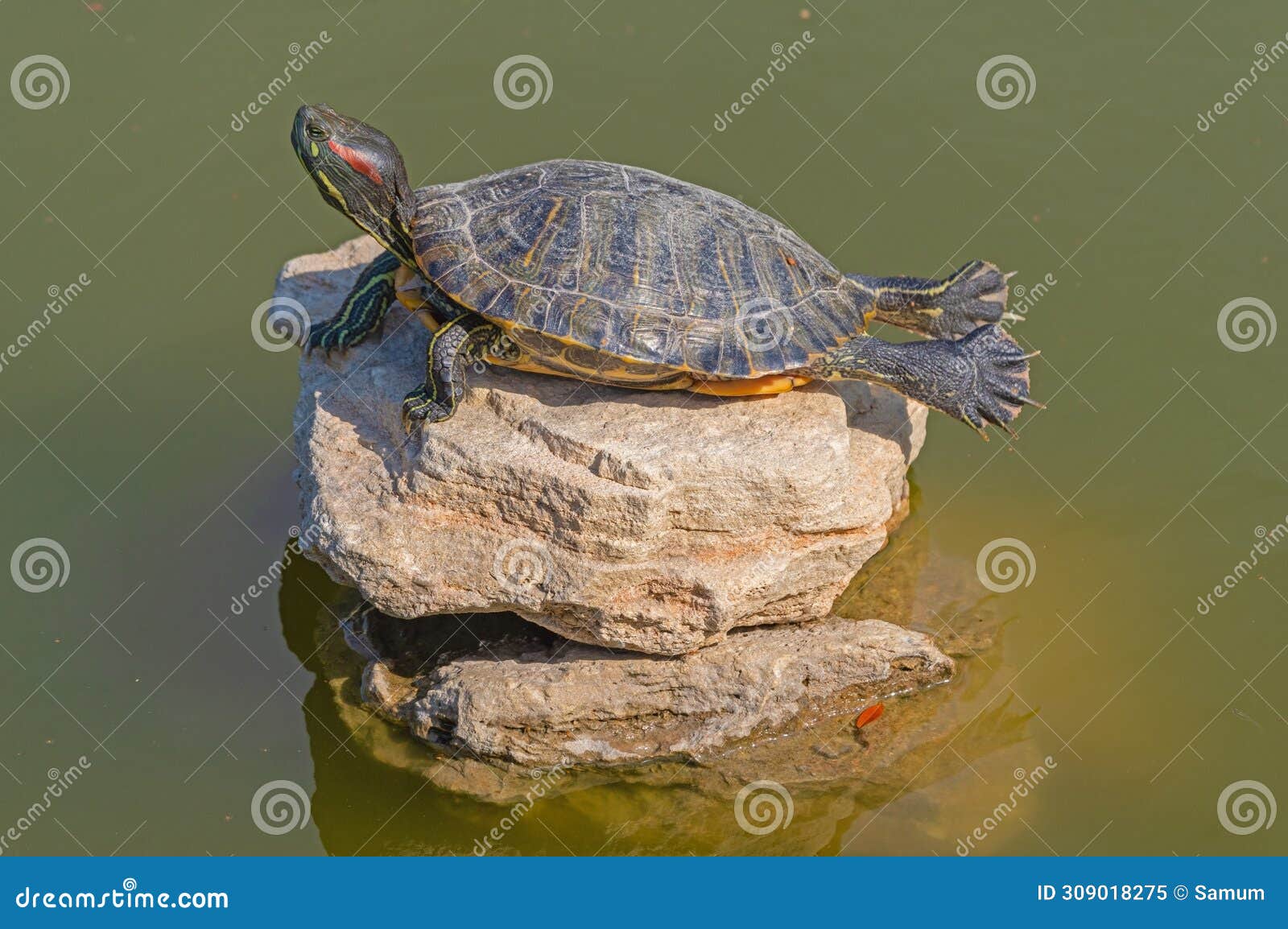 Red-eared Turtles Basking in the Sun Stock Image - Image of nature ...