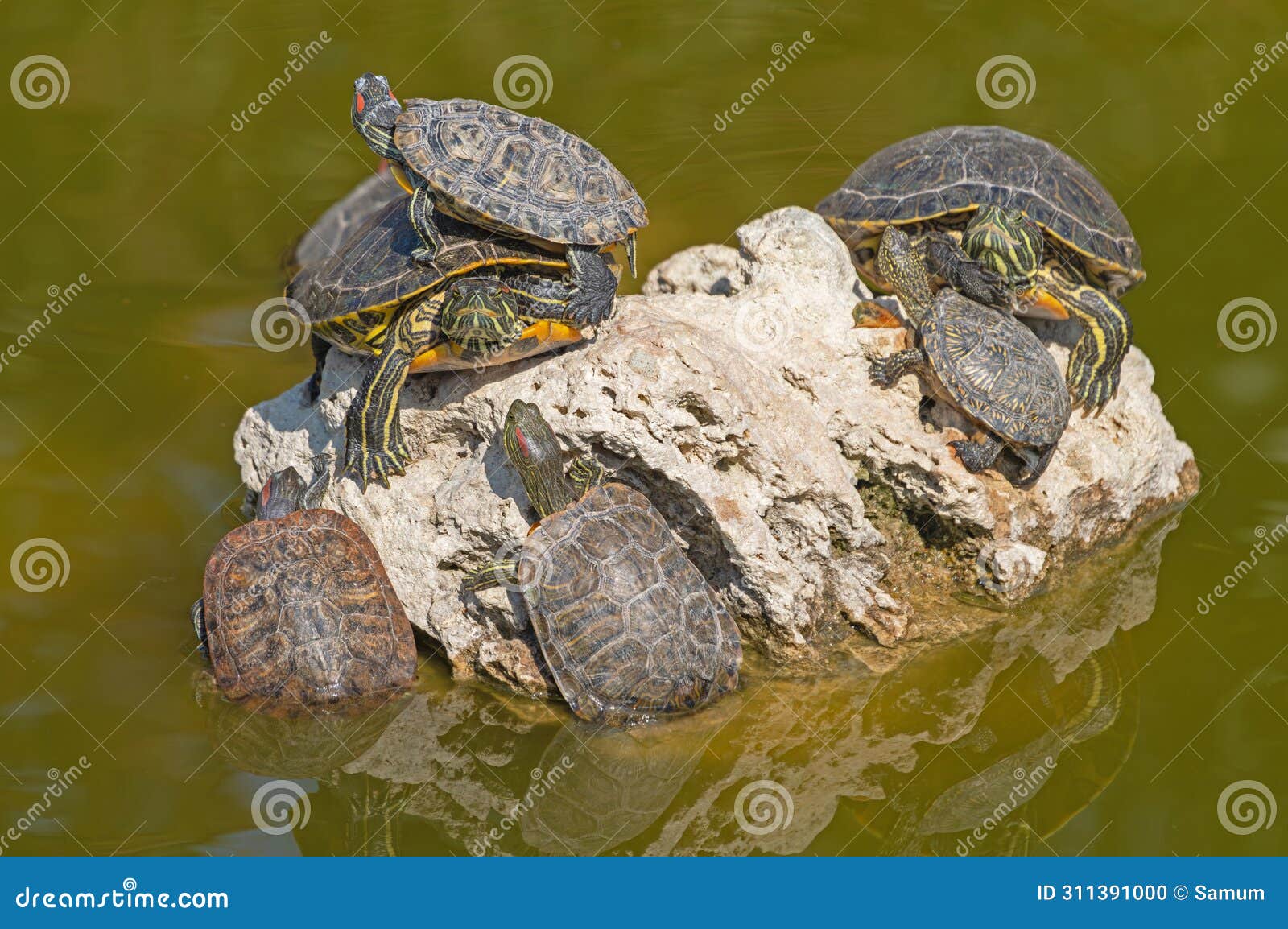 Red-eared Turtles Basking in the Sun Stock Photo - Image of wildlife ...