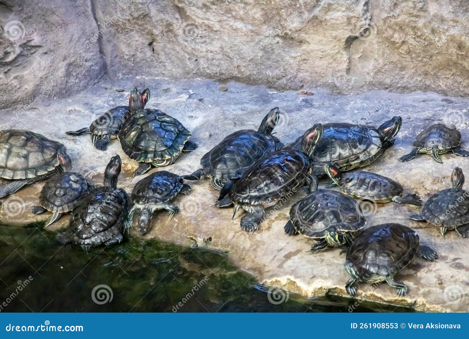 Red Eared Turtles on Gray Stone Closeup Stock Image - Image of animal ...