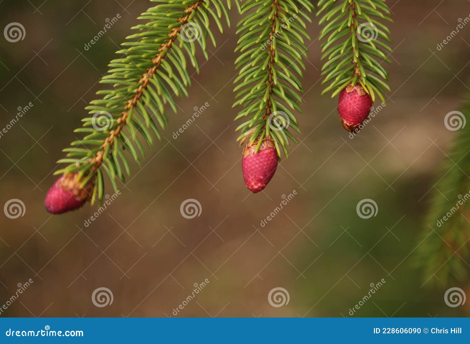 Red Early Spruce Pinecones stock photo. Image of pinecones - 228606090