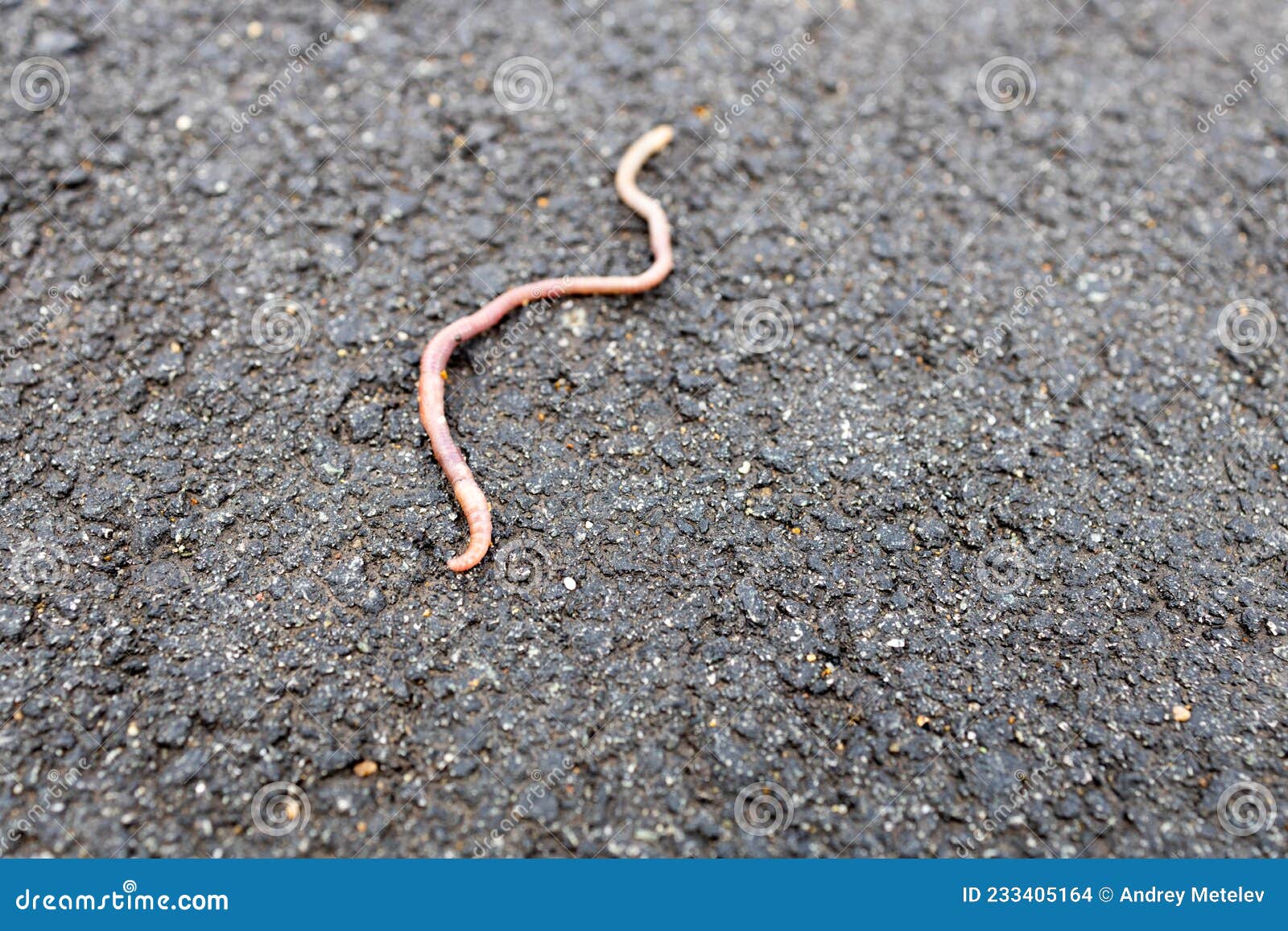 Red Earthworm Crawling on the Asphalt Stock Photo - Image of closeup ...