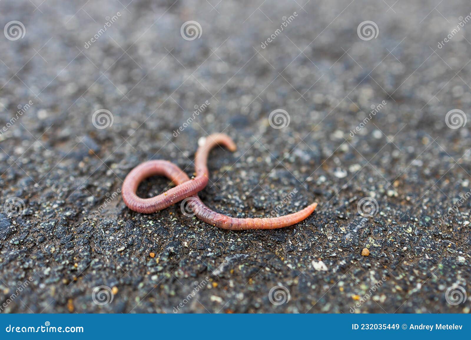 A Red Earthworm Curled Up on a Hard Surface Stock Image - Image of ...